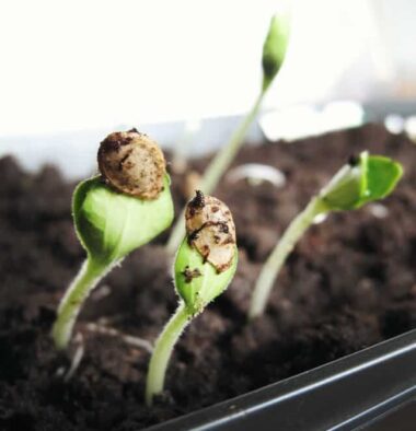 English Ivy Seeds: Complete Buying & Grow Guide - Plants Craze