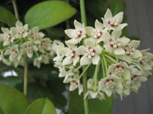 10 Best Small Leaf Hoya Plants - Plants Craze