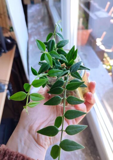 10 Best Small Leaf Hoya Plants - Plants Craze