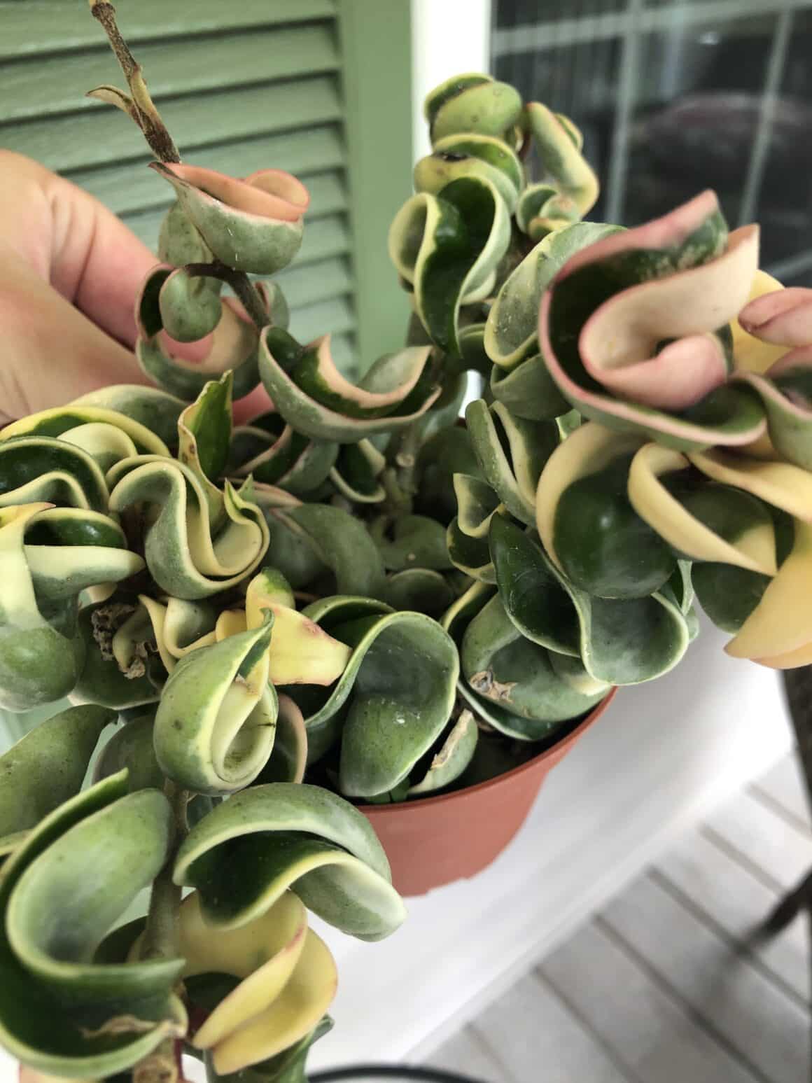 10 Best Small Leaf Hoya Plants - Plants Craze