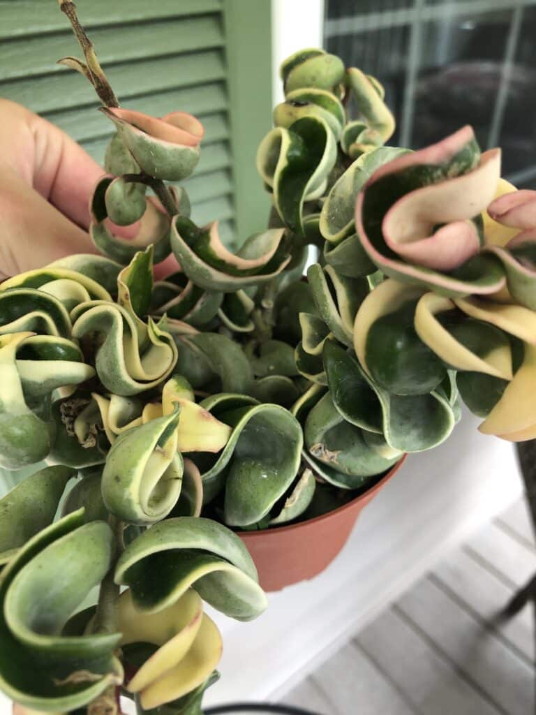 10 Best Small Leaf Hoya Plants - Plants Craze