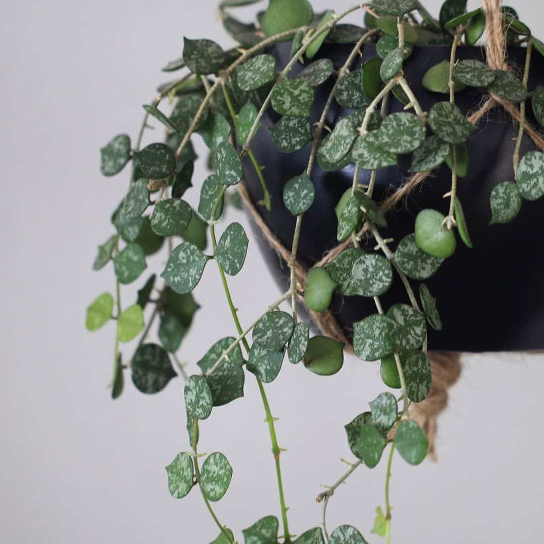 10 Best Small Leaf Hoya Plants - Plants Craze