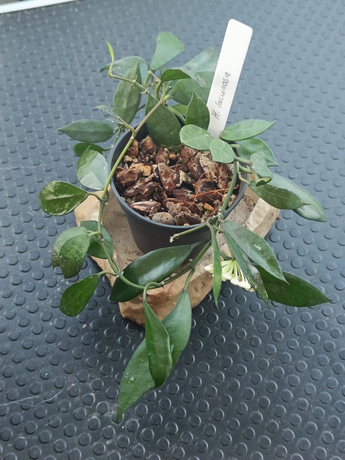 Small Leaf Hoya | A List Of 30 Mesmerizing & Beginner-friendly Hoya ...