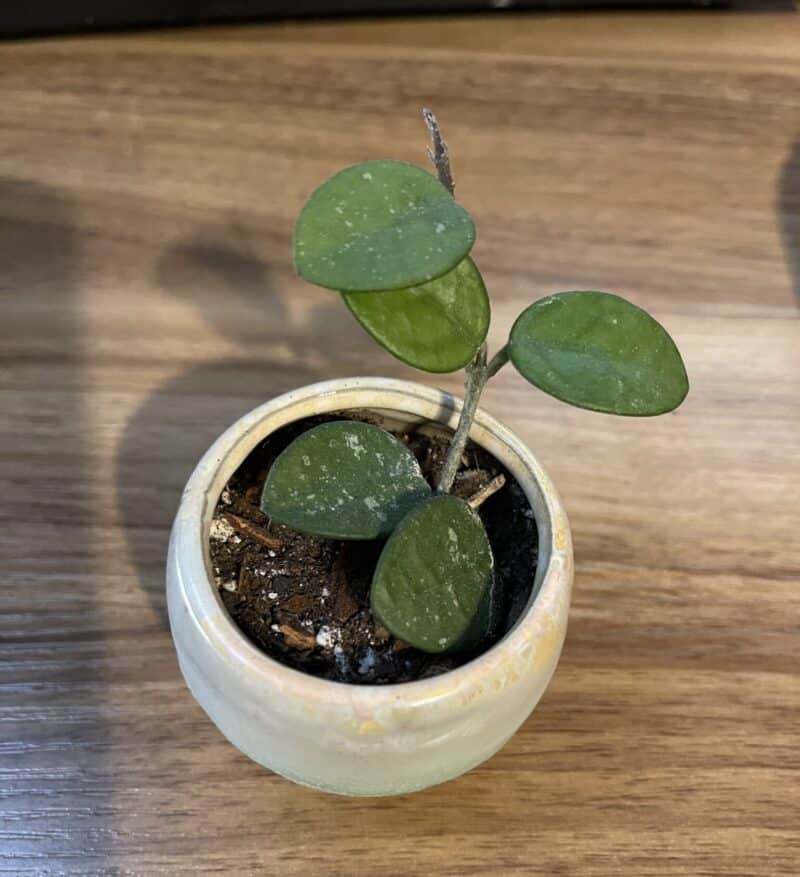 10 Best Small Leaf Hoya Plants - Plants Craze