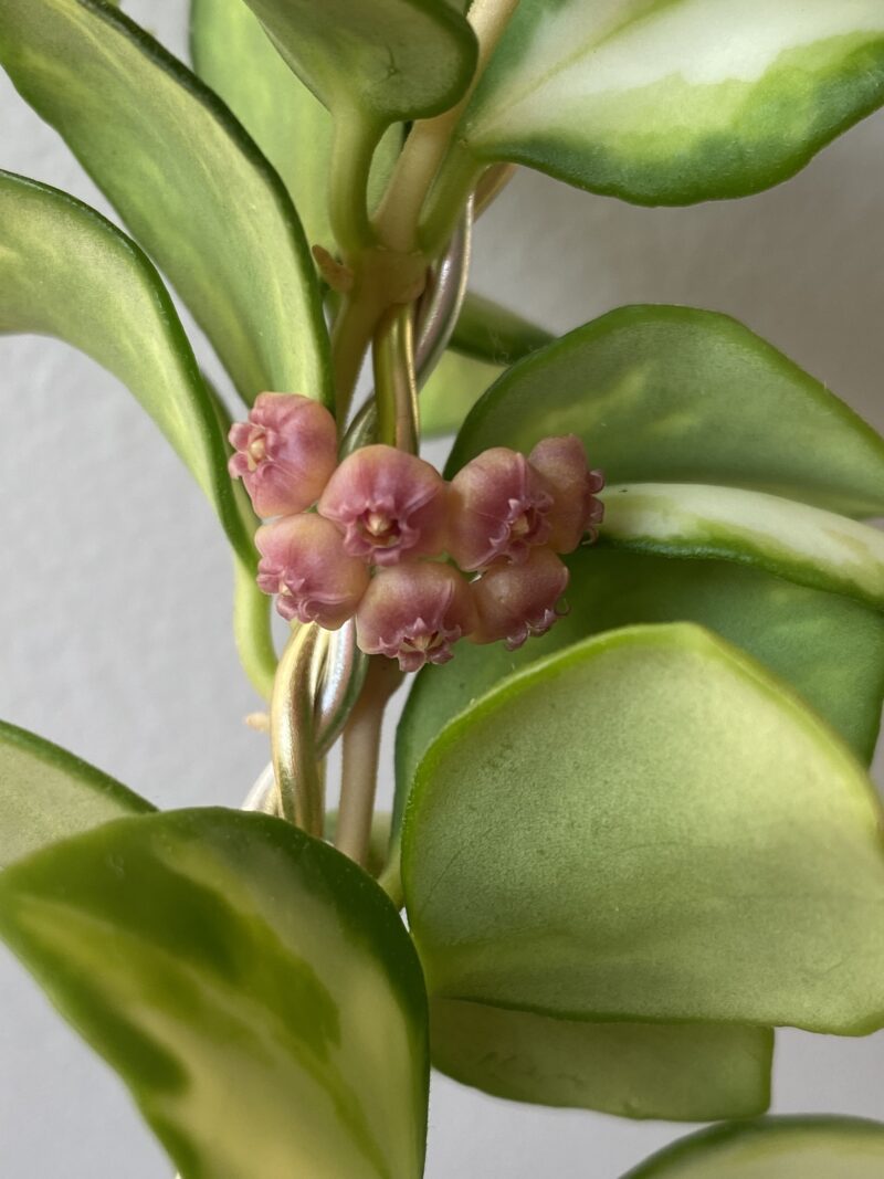 10 Best Small Leaf Hoya Plants - Plants Craze