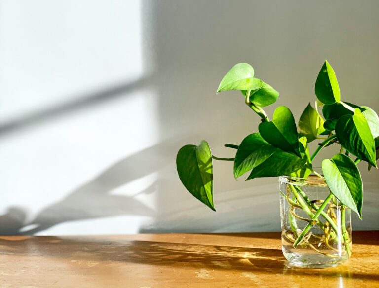 What Light Color is Best for the Plant’s Growth? - Plants Craze