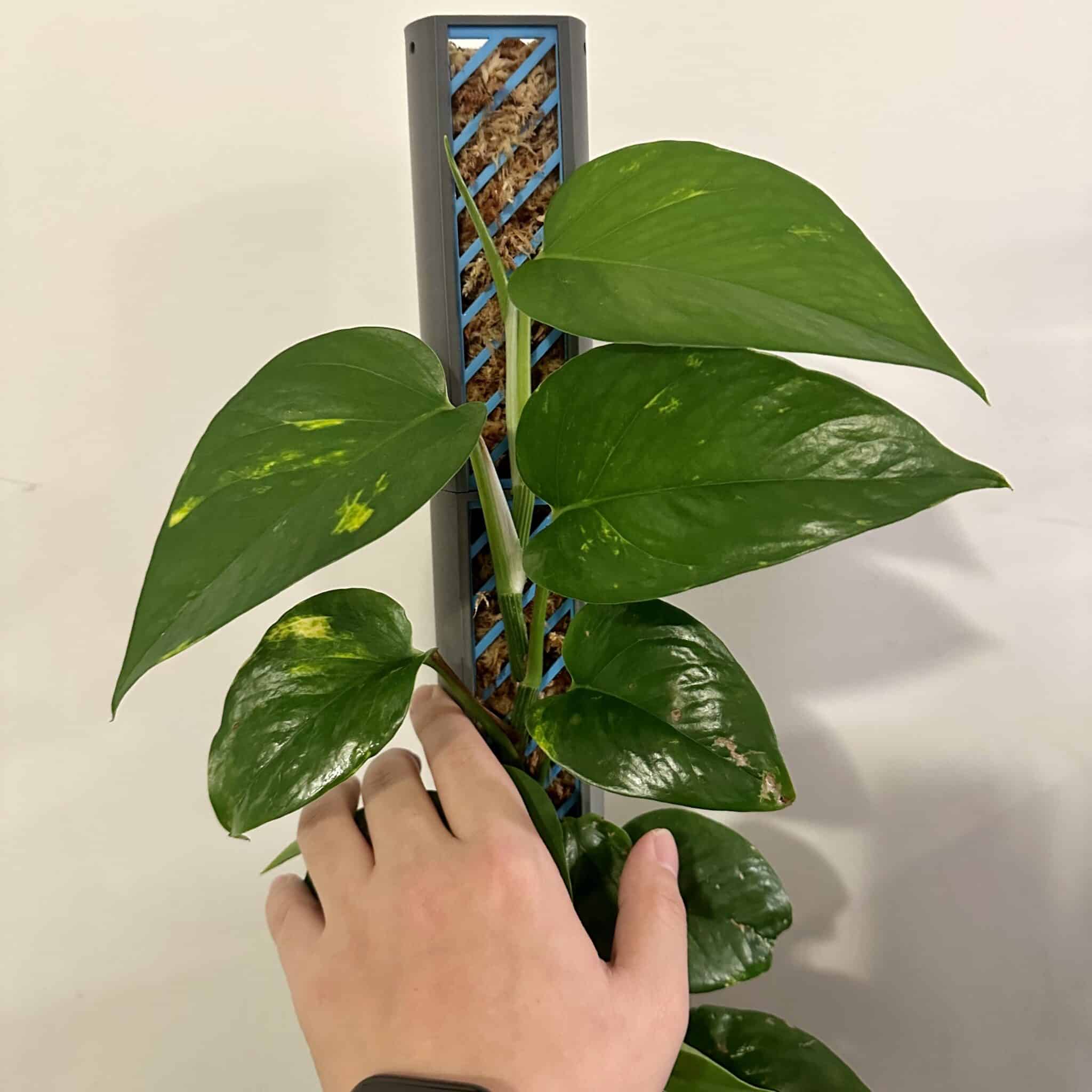 How do I get my Pothos to Trail Faster? [Tips You Must Not Miss]