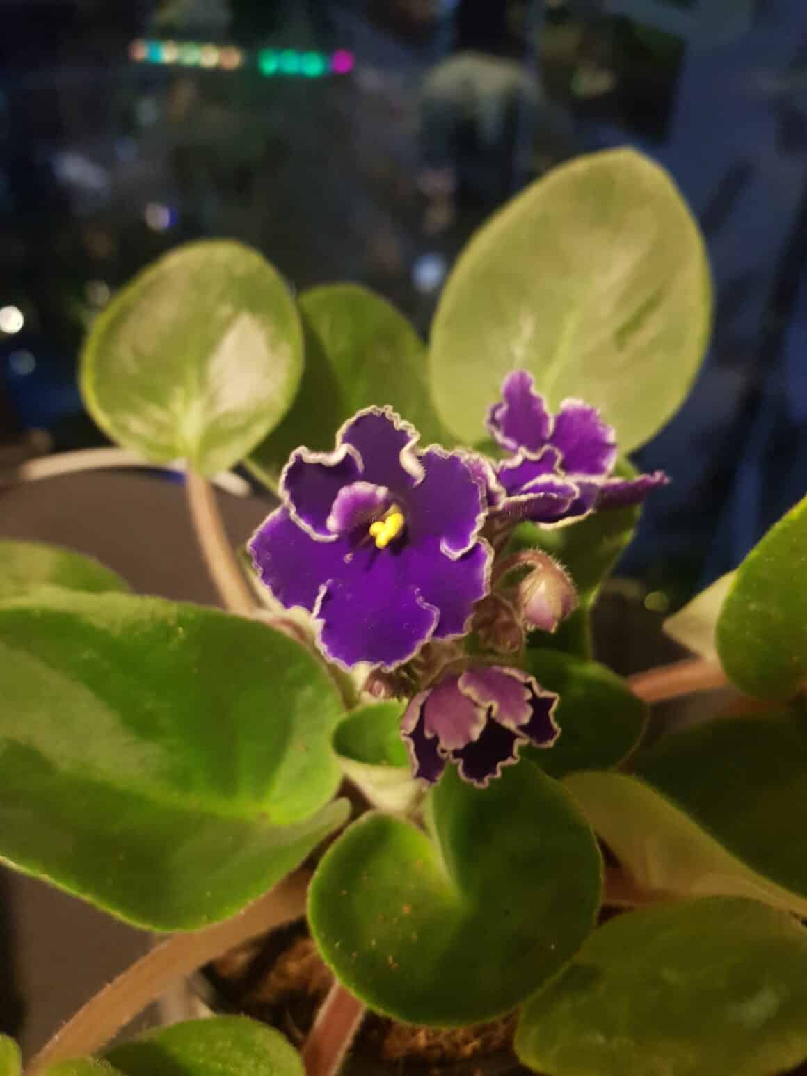 Simple Ways for Cape Primrose Propagation