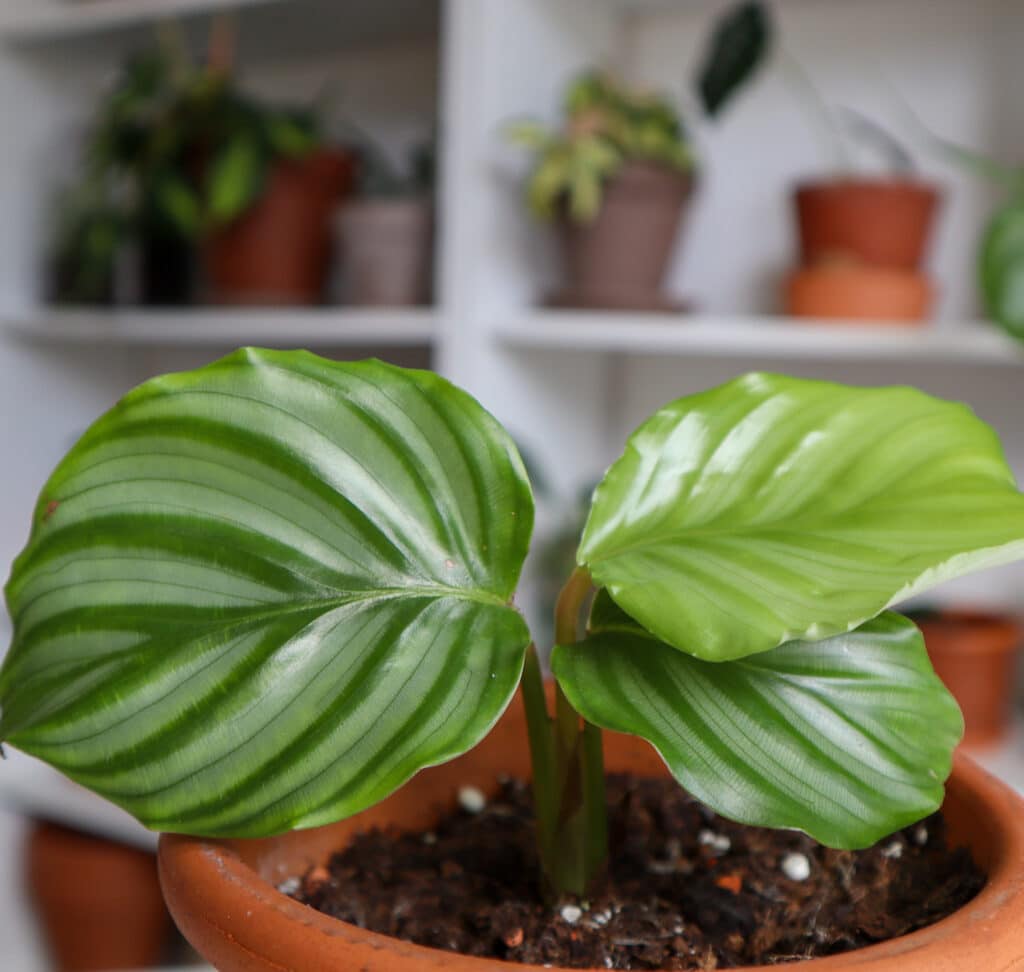 7 Calathea Plant Benefits You Should Know - Plants Craze