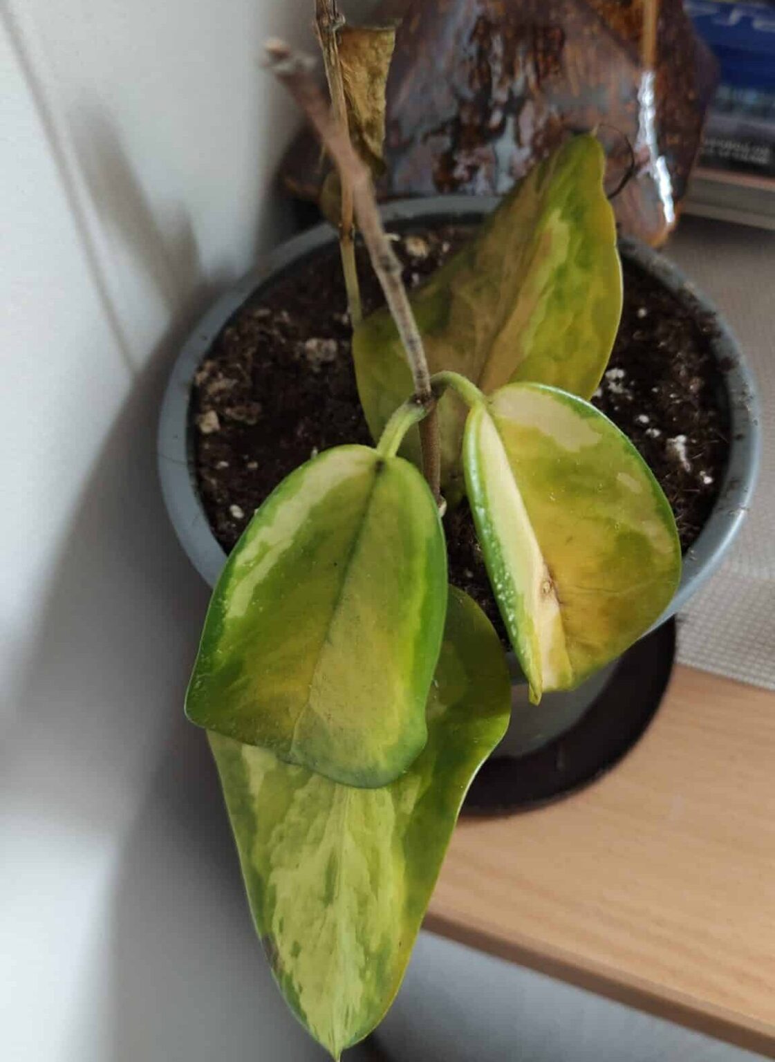 9 Hoya Plant Problems and Their Solutions - Plants Craze