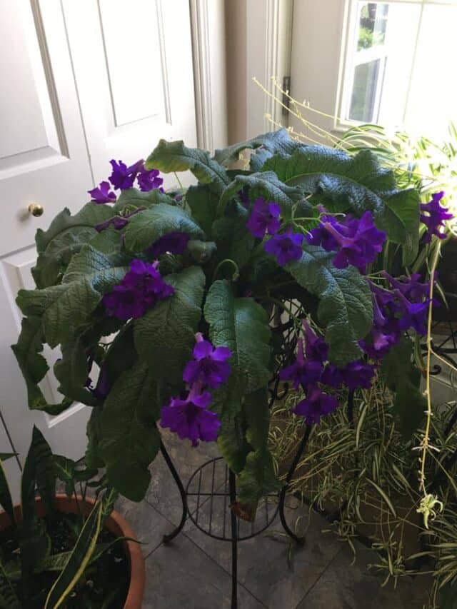 Tips to Grow Cape Primrose Indoors [Updated 2023]