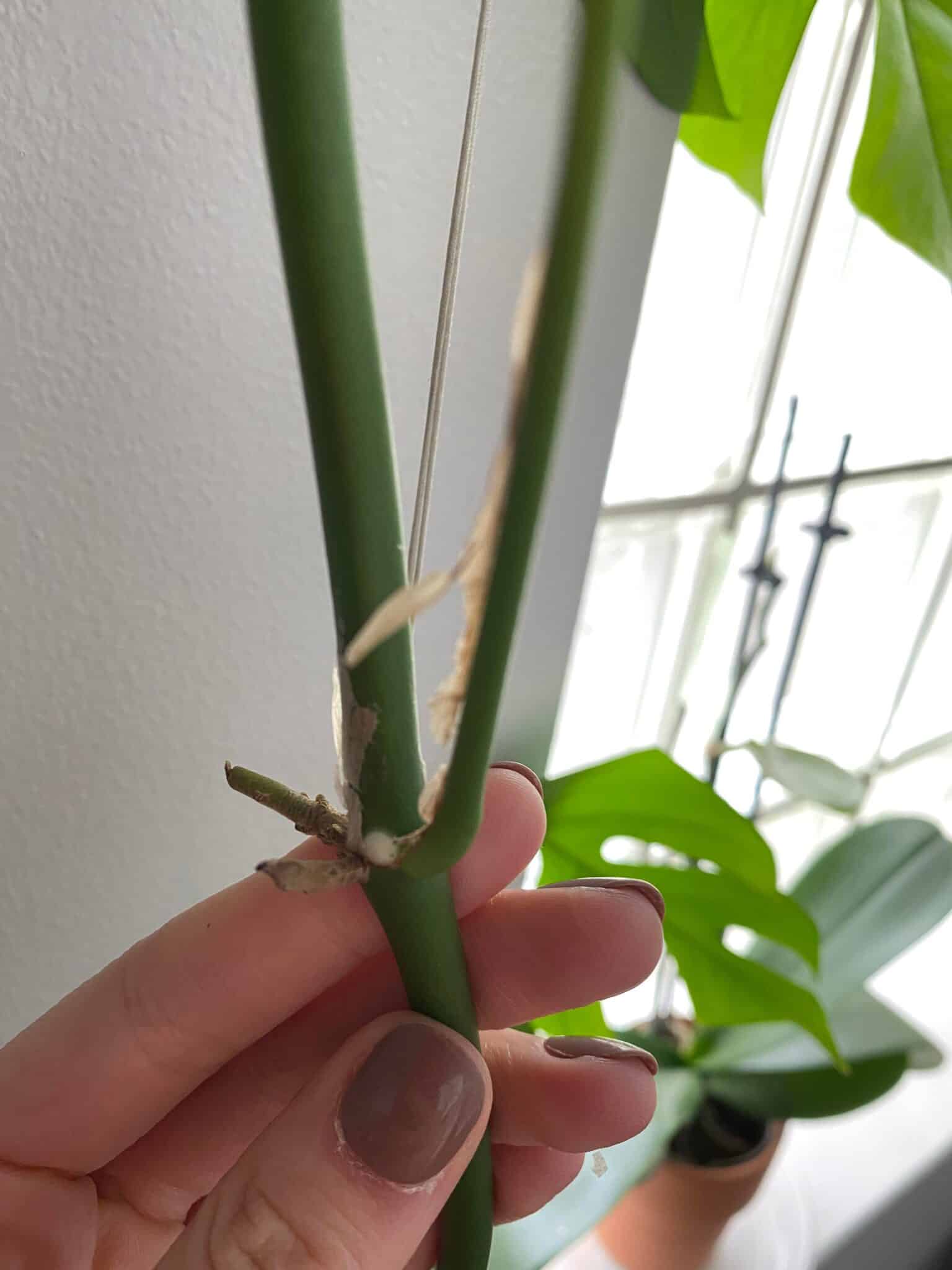 How to Propagate Mini Monstera? - Plants Craze - Tips and Tricks