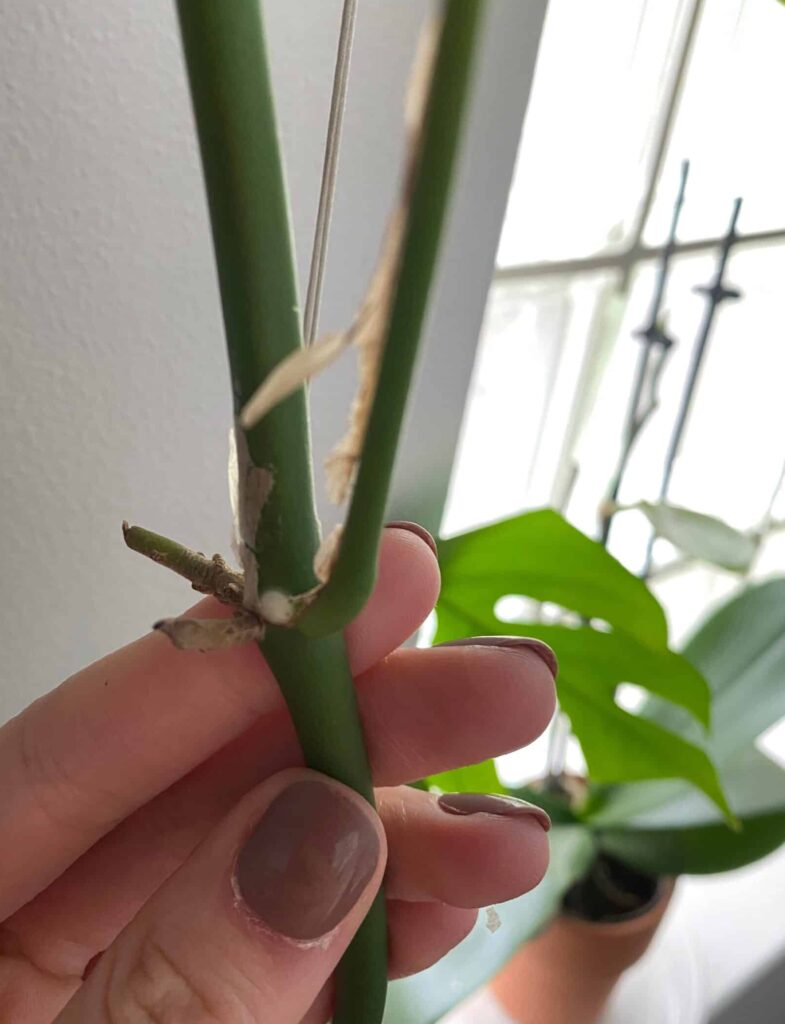How to Propagate Mini Monstera? Tips and Tricks