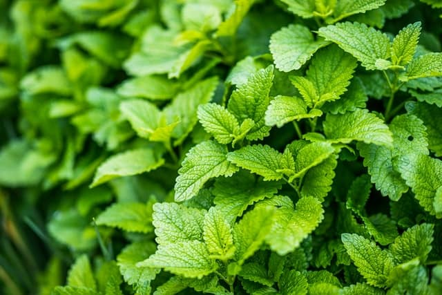 How to Grow Lemon Balm From Cuttings? - Plants Craze