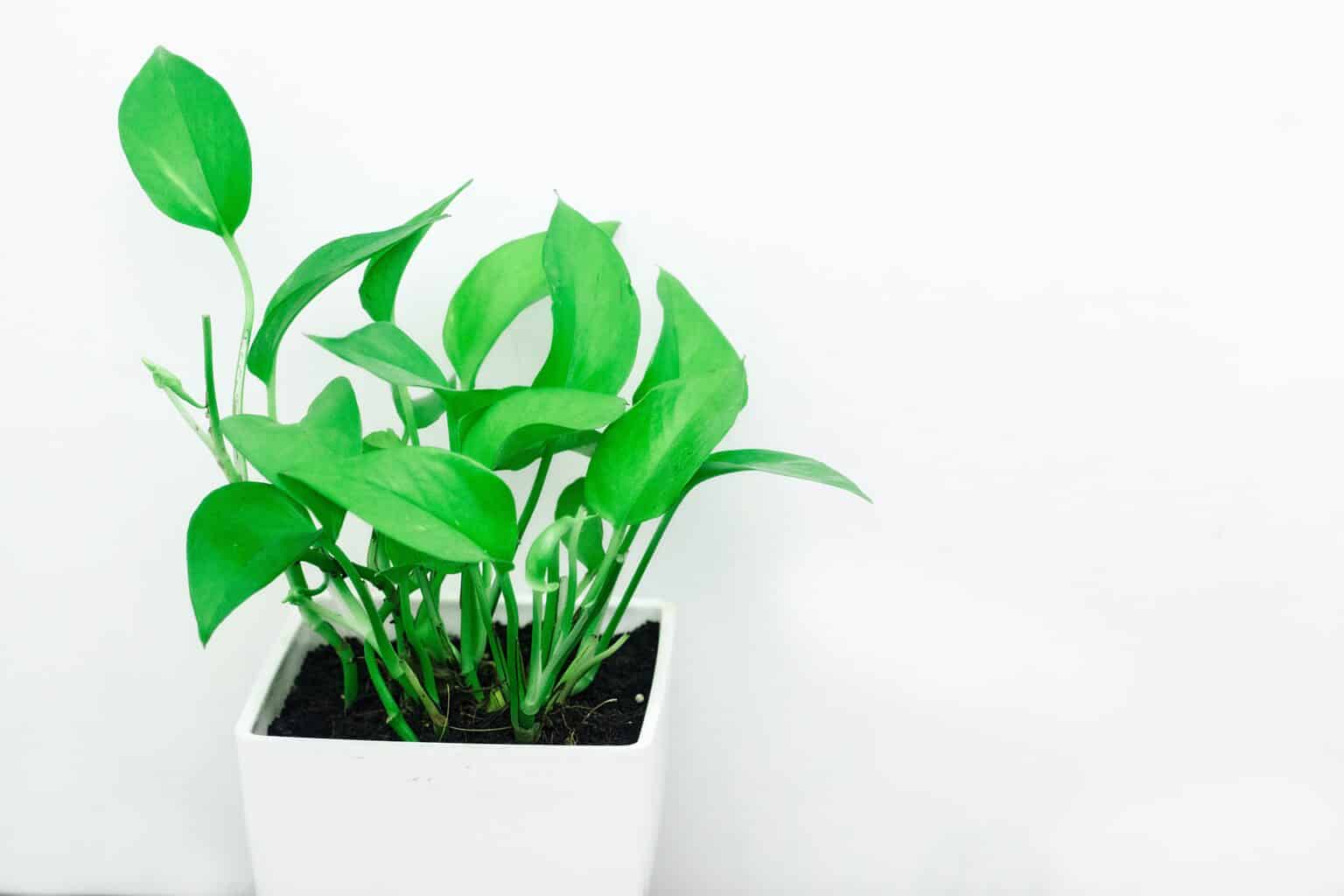 How to Grow and Take Care of Baby Pothos? - Plants Craze