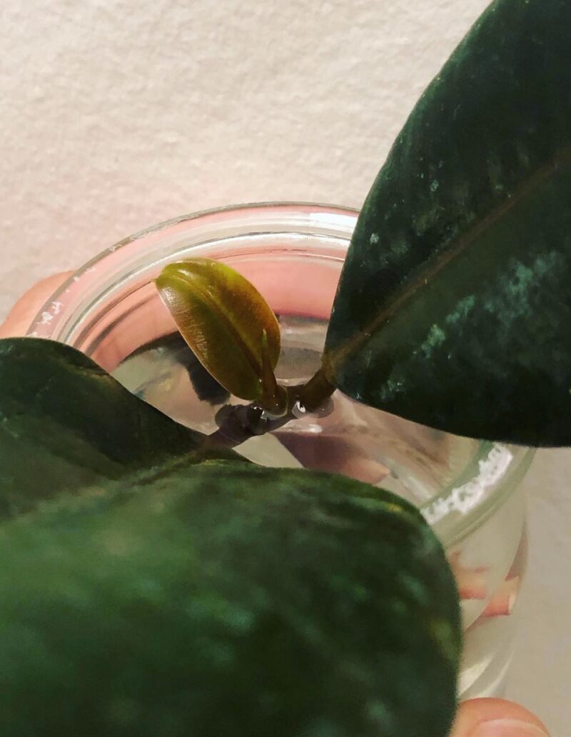 How to Root a Rubber Plant in Water? [Easy Guide]