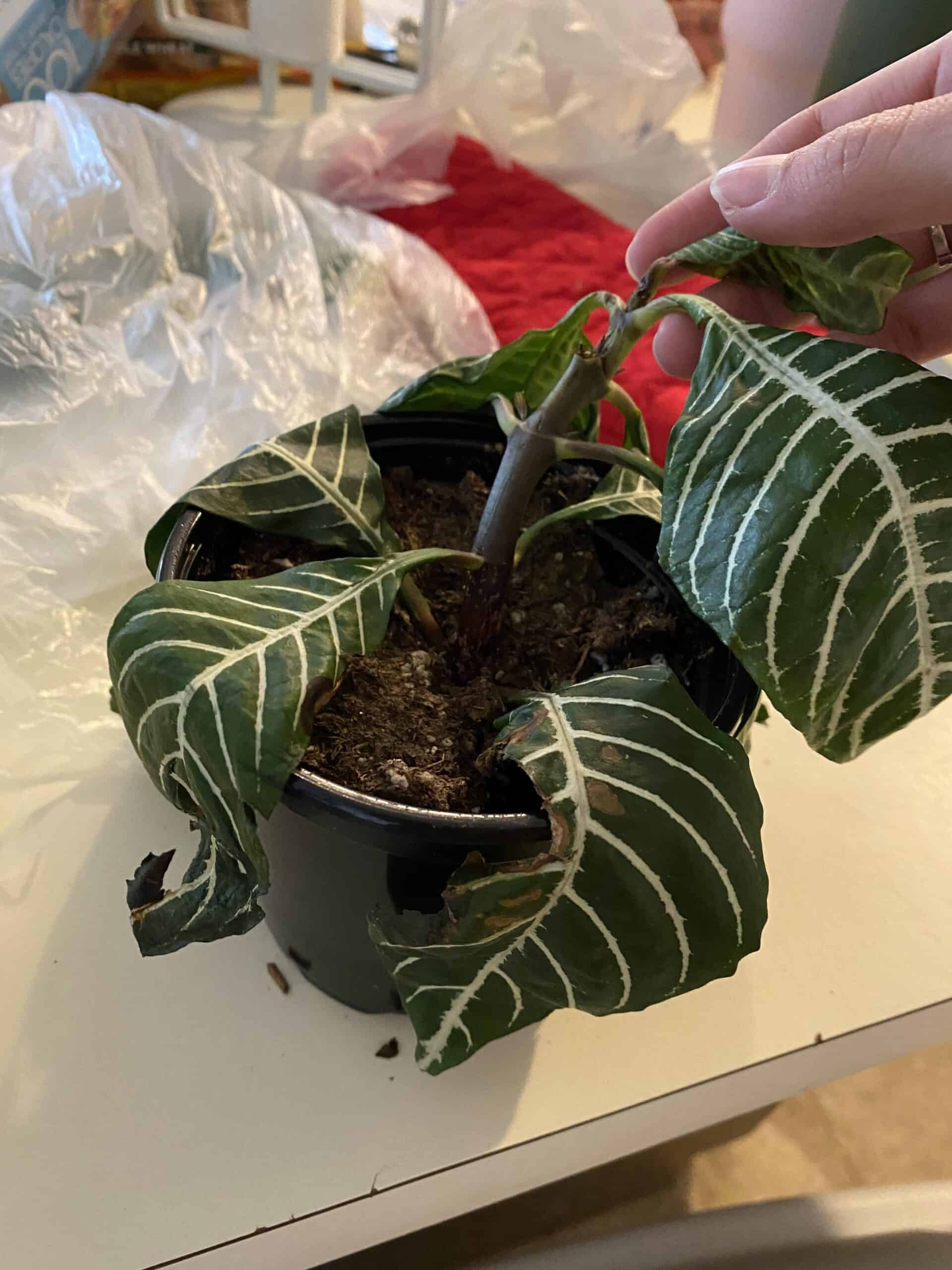 9 Reasons your Zebra Plant Leaf is Turning Brown [With Solutions ...