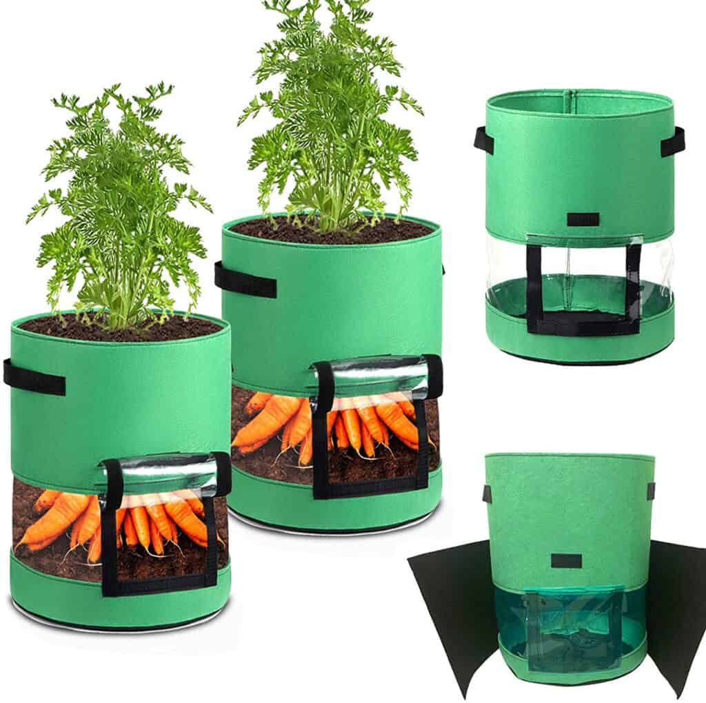 How to Plant Carrot Seeds in a Pot? - Plants Craze
