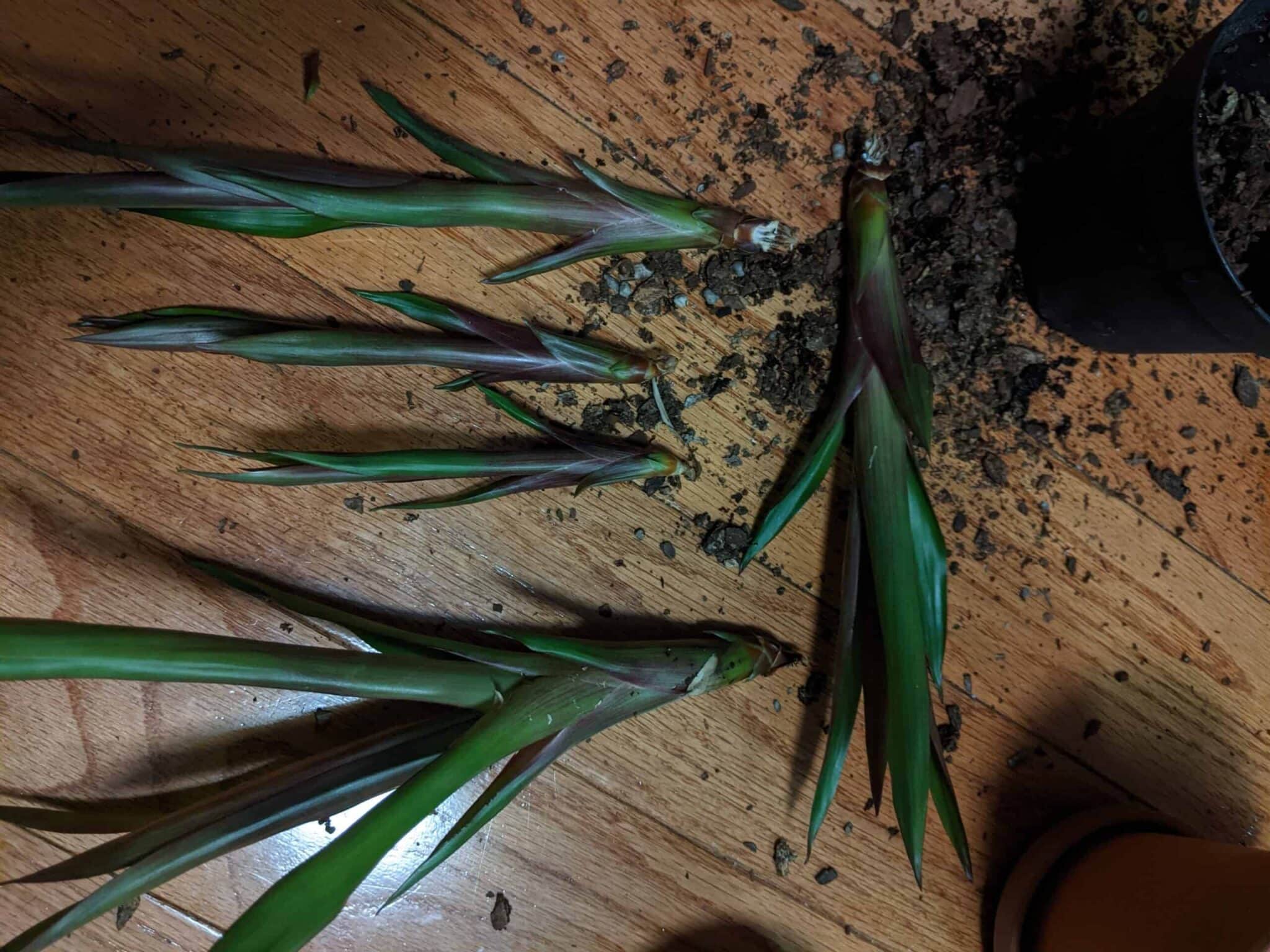 Separate Bromeliad Pups From Mother Plant A Complete Solution