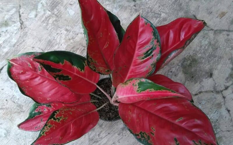 How to Care for Red Aglaonema? - Plants Craze