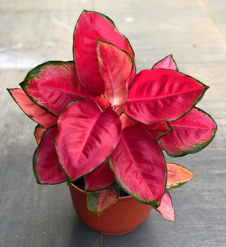 How To Grow & Care For Red Aglaonema: Expert Guide