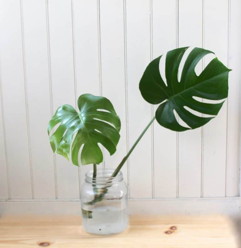 How to Propagate Mini Monstera? - Plants Craze - Tips and Tricks
