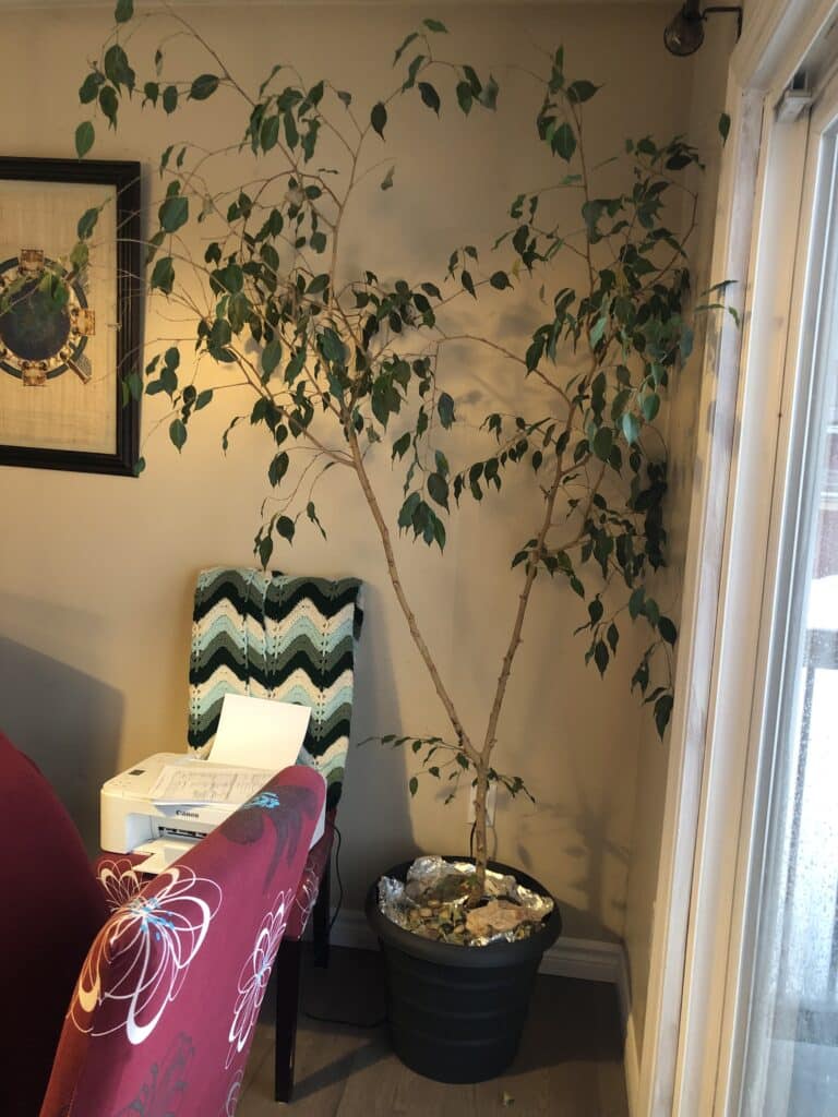 12 Weeping Fig Problems and Solutions - Plants Craze