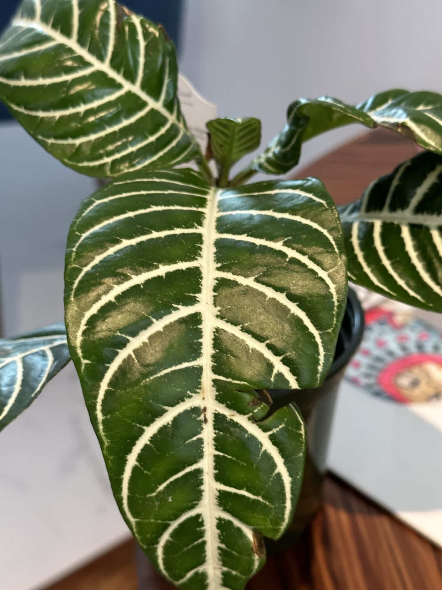 Zebra Plant Leaves Falling Off [Reasons and Solutions] - Plants Craze