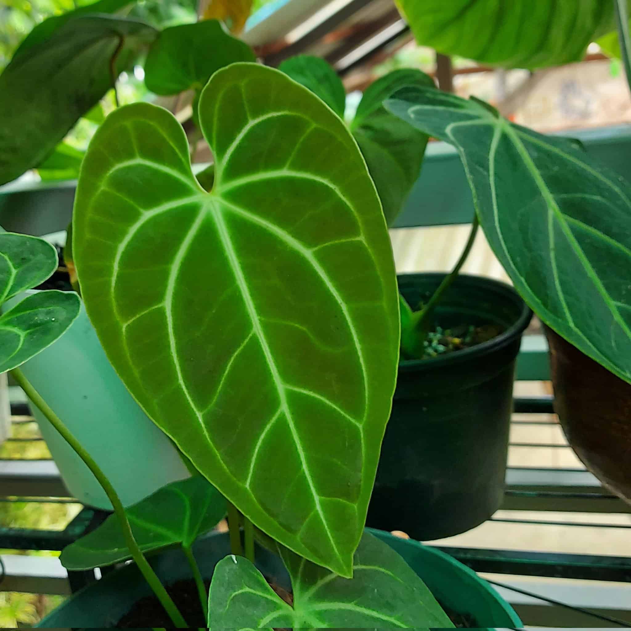 How To Propagate Anthurium? [3 Fool-proof Tips You Can Bag]