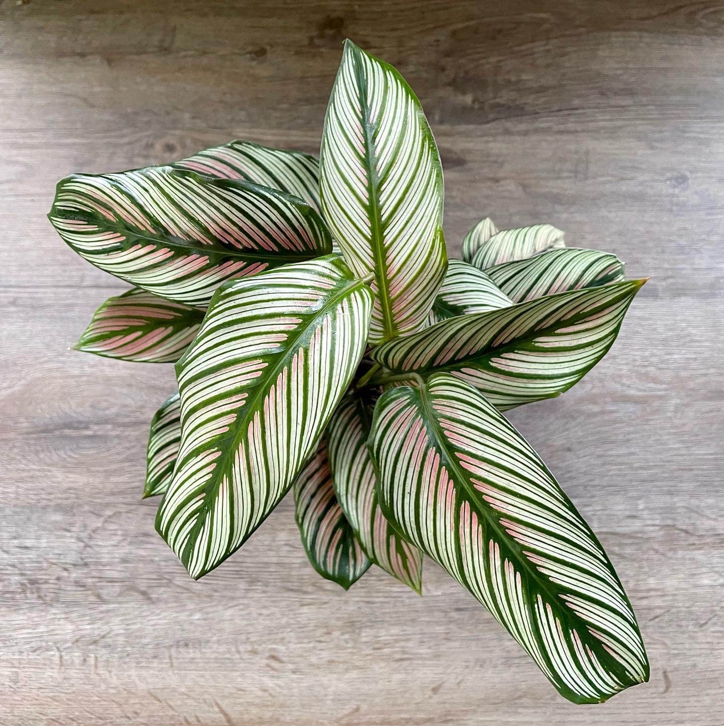 Calathea White Star: Ultimate Care Guide, Tips and FAQs