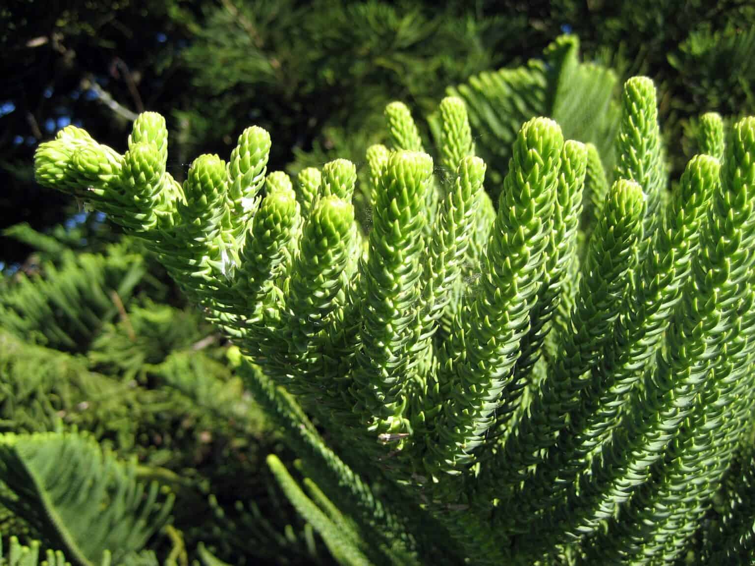 Why is my Norfolk Pine Limp and Drooping? - Plants Craze