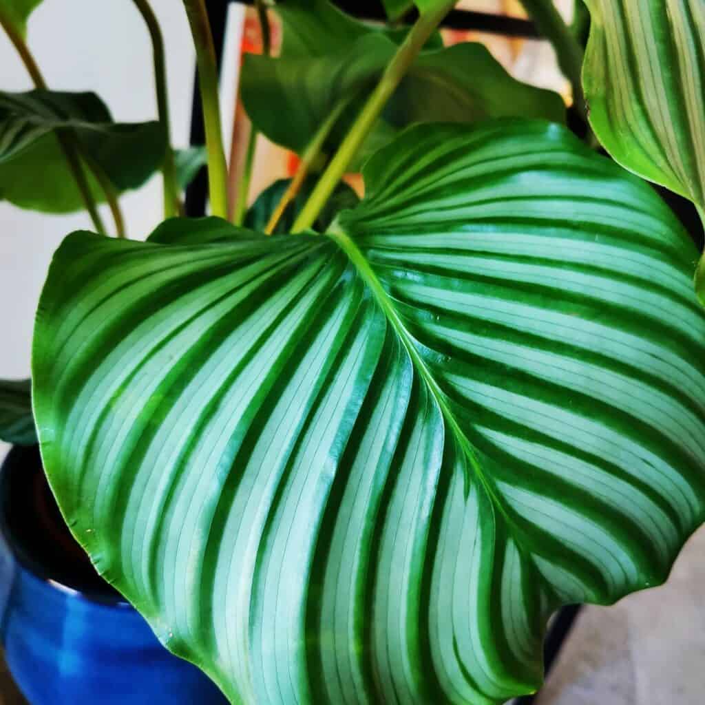 Calathea Orbifolia: Ultimate Care Guide, Tips and FAQs - Plants Craze