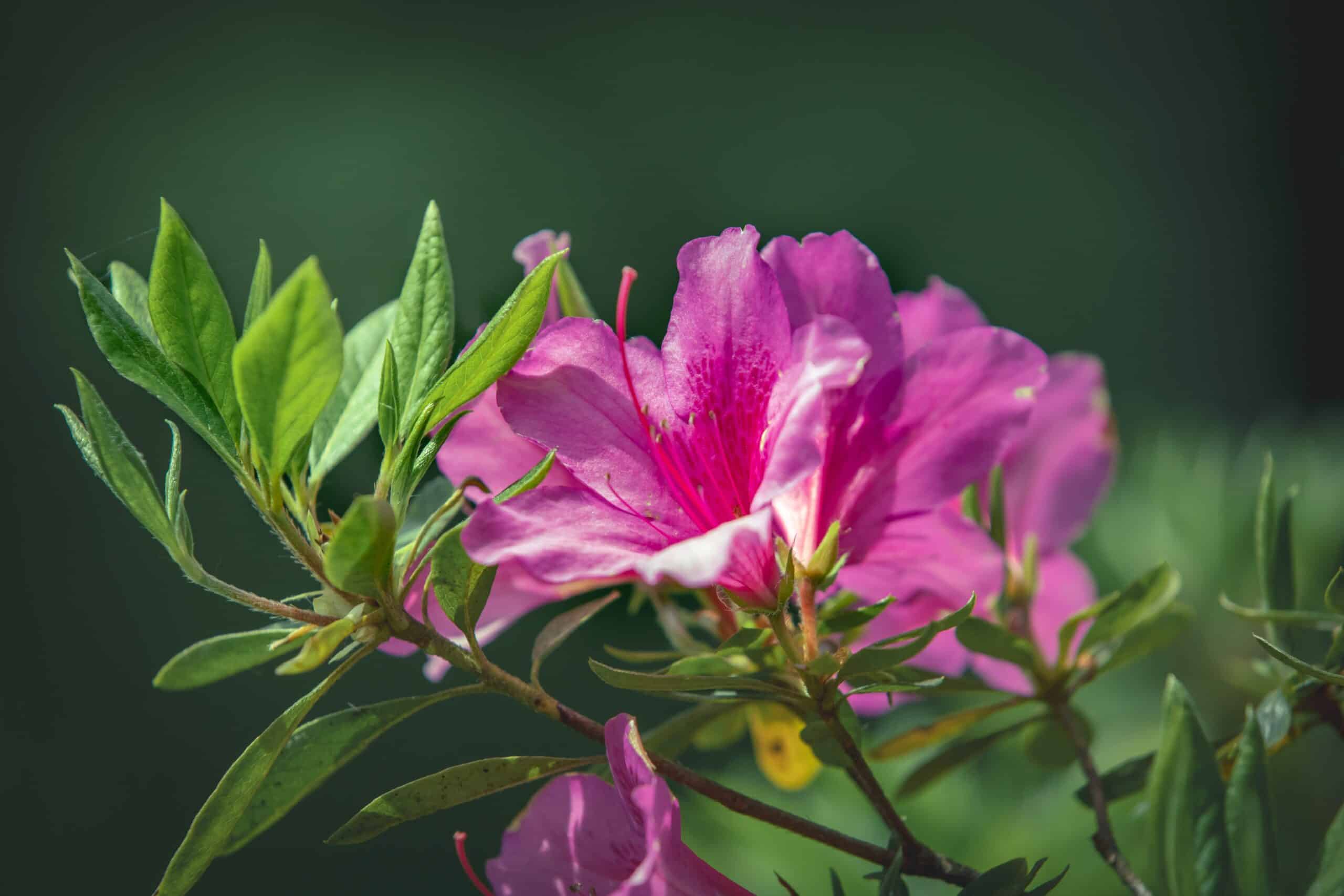 Top Tips to Revive Indoor Azaleas Plant - Plants Craze