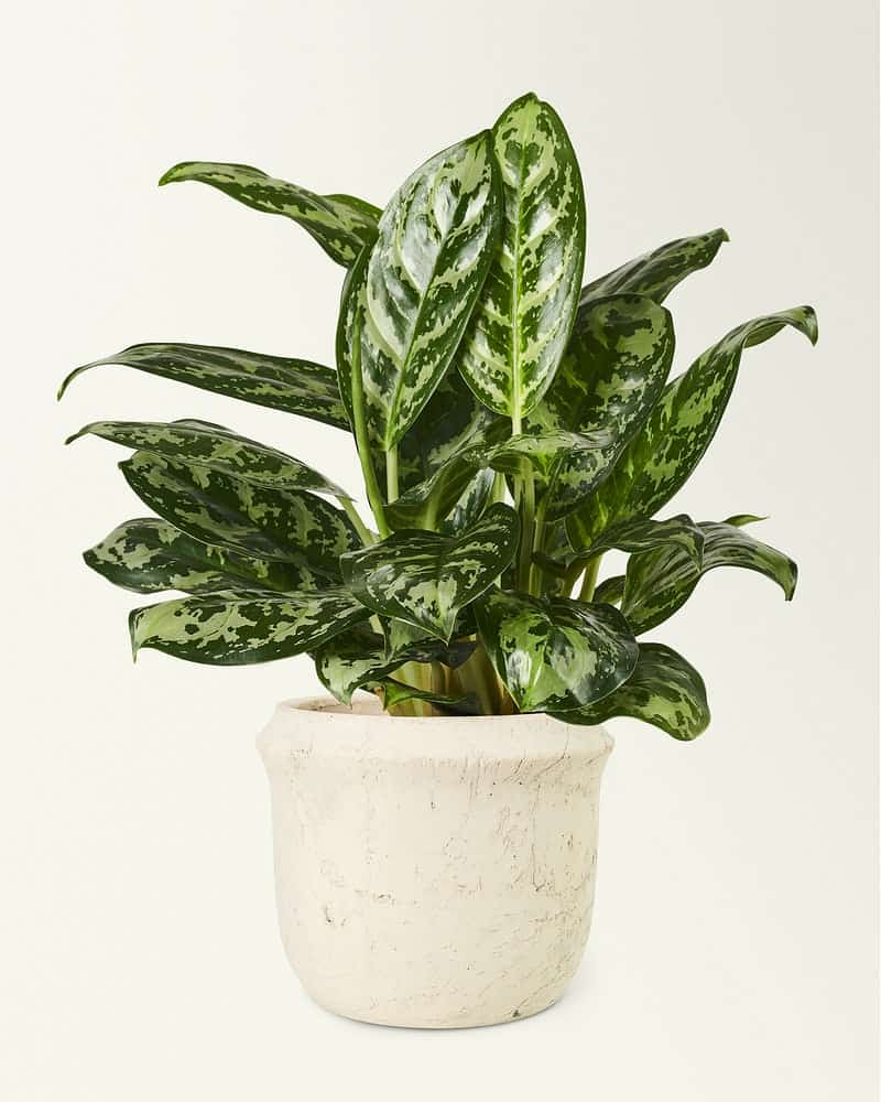 How Often to Water Chinese Evergreen? - Plants Craze