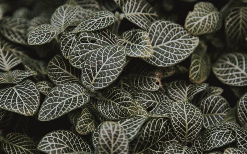 How to Propagate Fittonia (Nerve Plant)? - Plants Craze