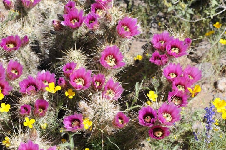 14 Tips for Pincushion Cactus Care - Plants Craze