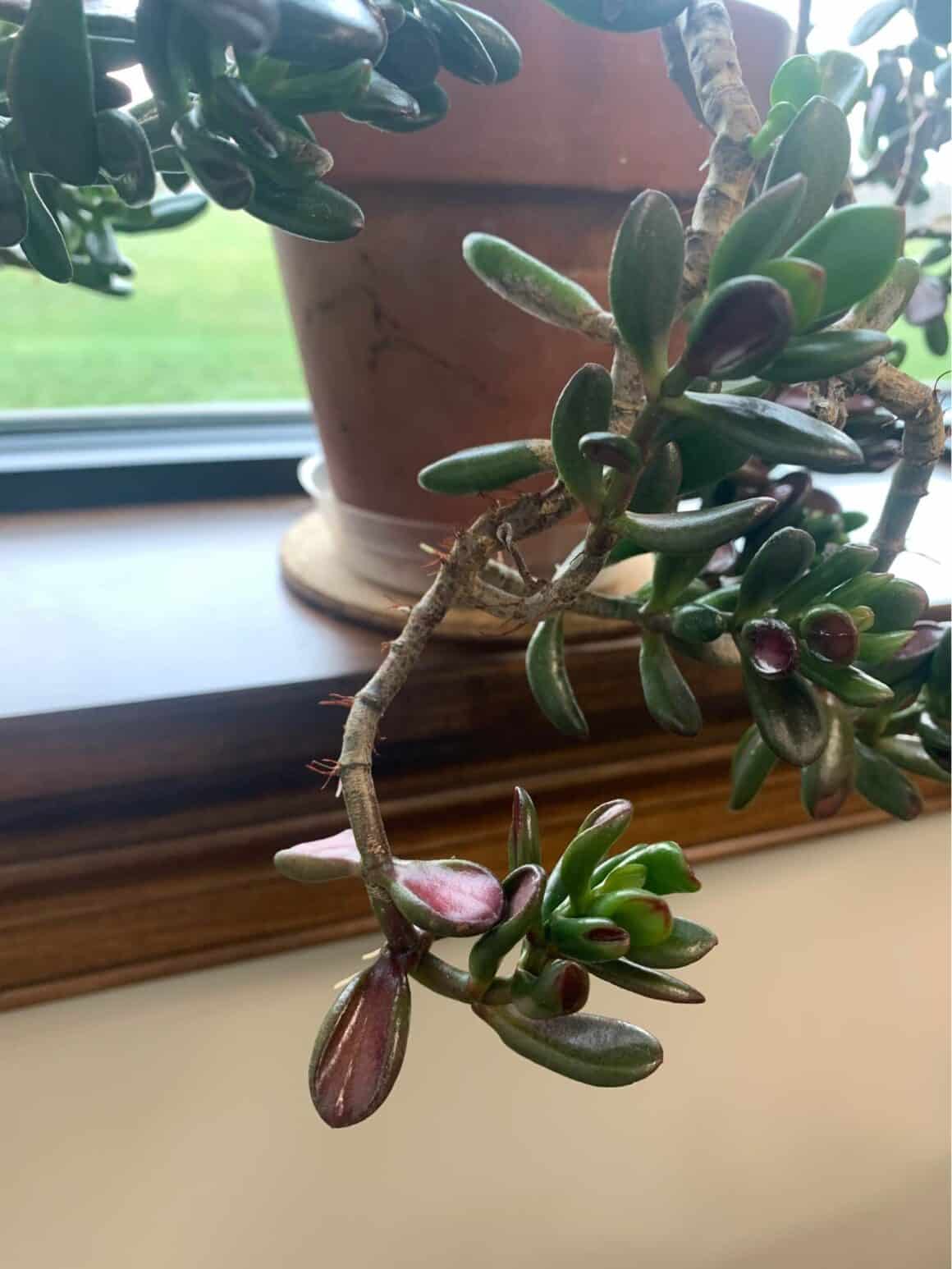 Jade Plant Turning Purple [Causes + Quick Fixes] - Plants Craze