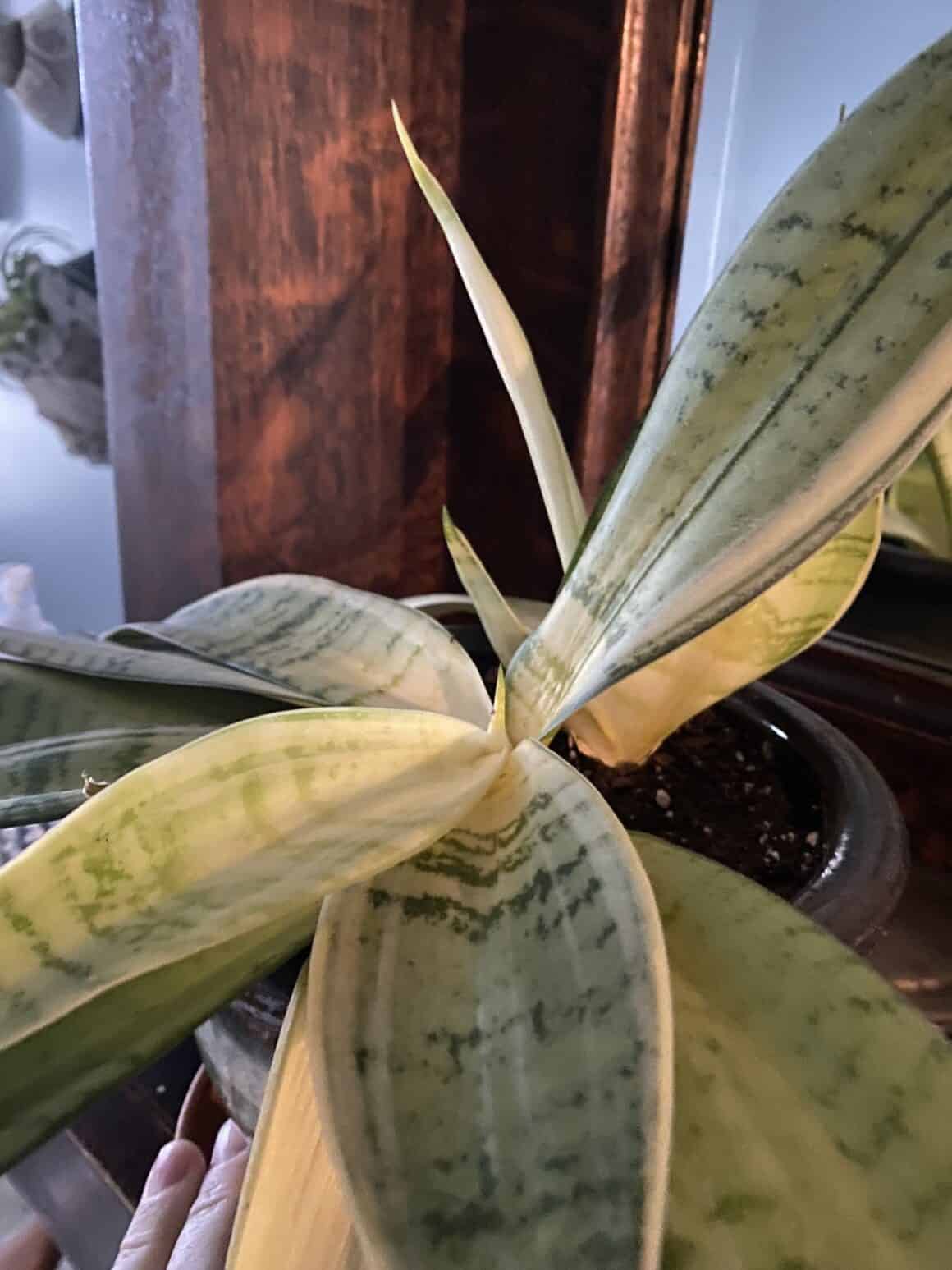 Soil Mix Suitable For The Snake Plant - Plants Craze