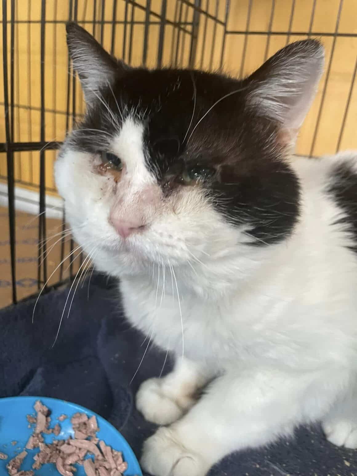 Are ZZ Plants Toxic to Cats? [5 Best Preventive Tips]