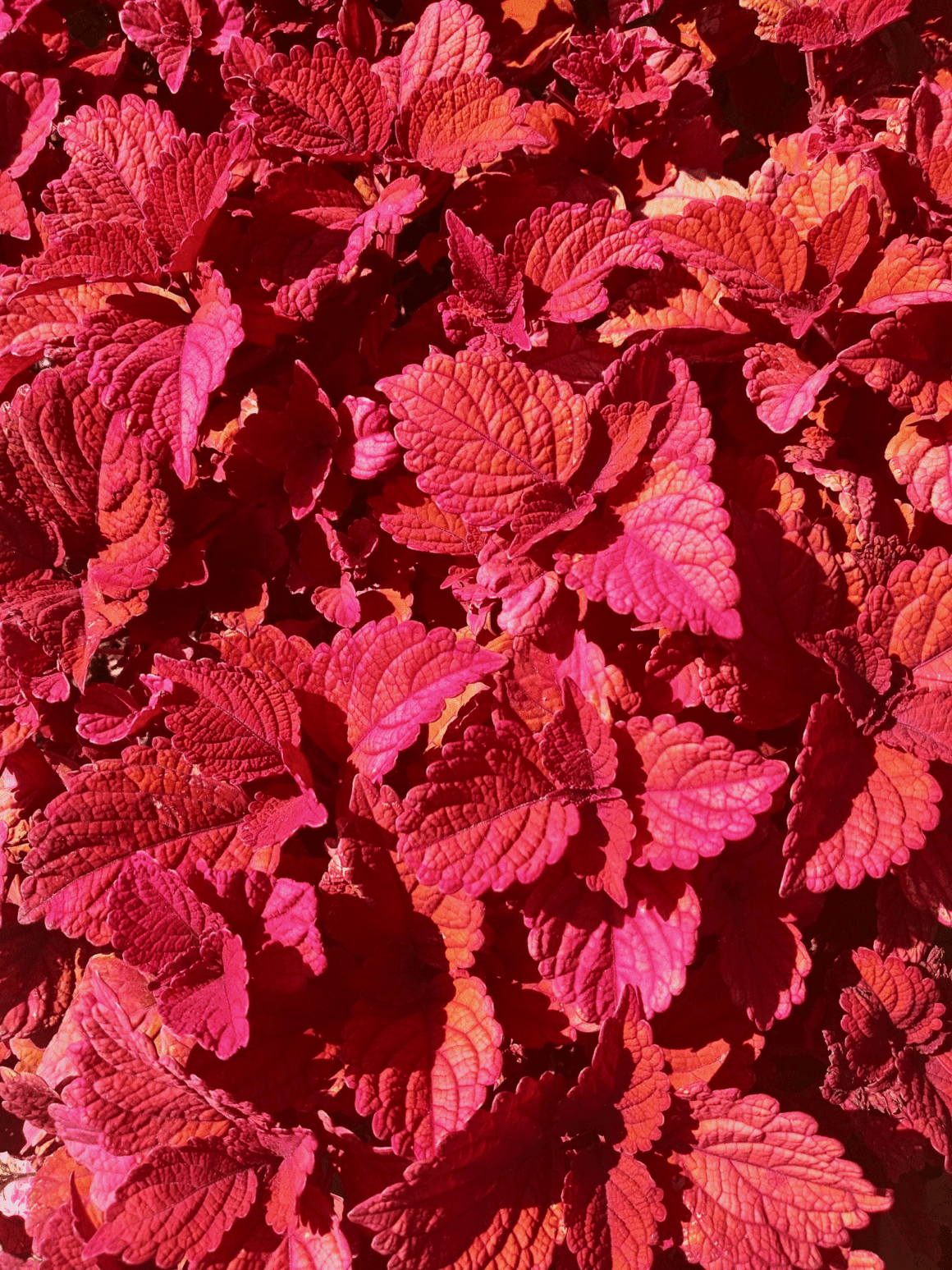 Top 15 House Plants with Red Leaves - Plants Craze