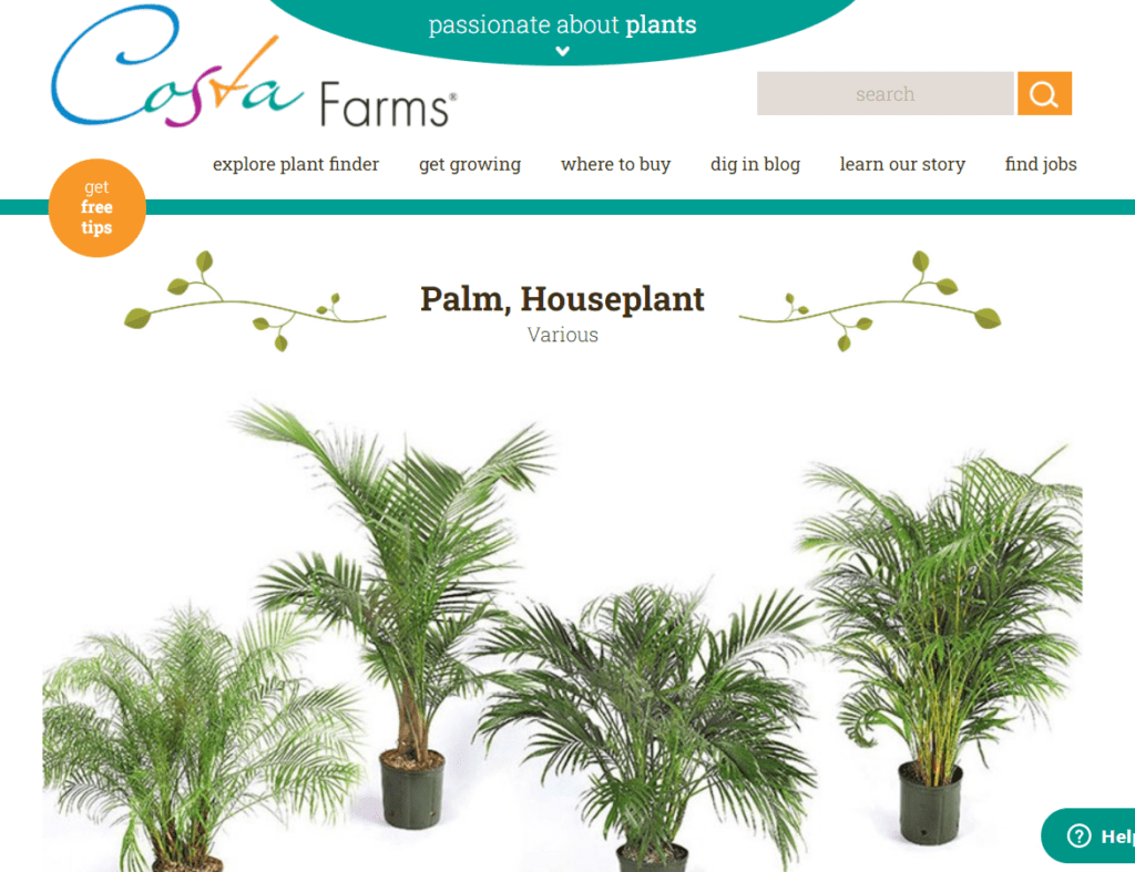 Where to Buy Palm Trees? - Plants Craze
