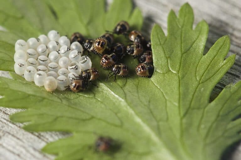 How To Identify Insect Eggs On Leaves And Treat Pest Infestation Plants Craze