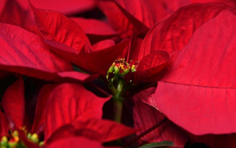 Top 15 House Plants with Red Leaves - Plants Craze