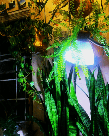 Snake Plant Light Requirements: All Queries Solved! - Plants Craze