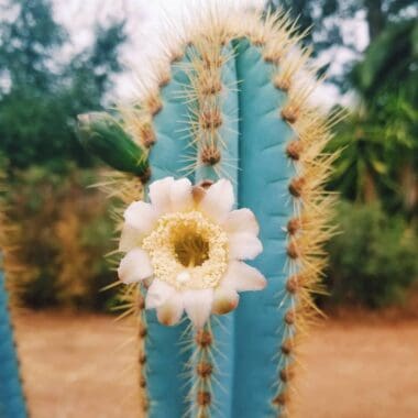Blue Torch Cactus – Ultimate Care and Growing Guide - Plants Craze