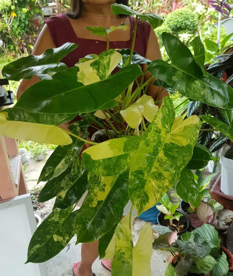 Philodendron Burle Marx [Top Care Hacks] - Plants Craze