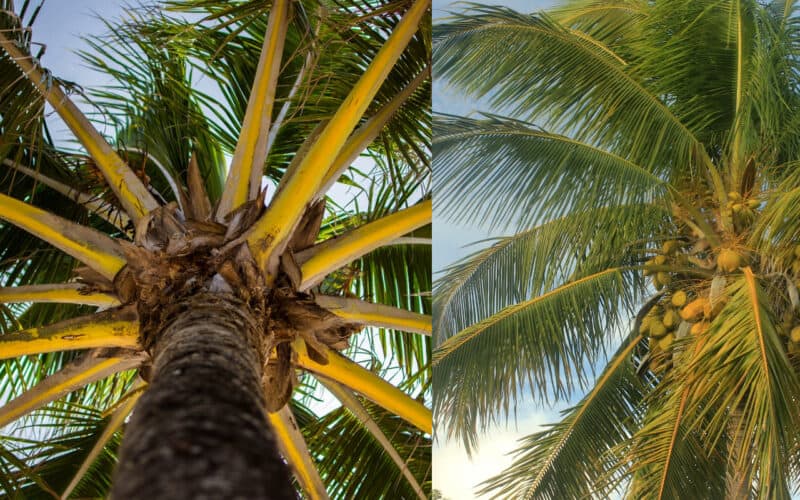 Coconut Tree vs Palm Tree : What's the Difference? - Plants Craze