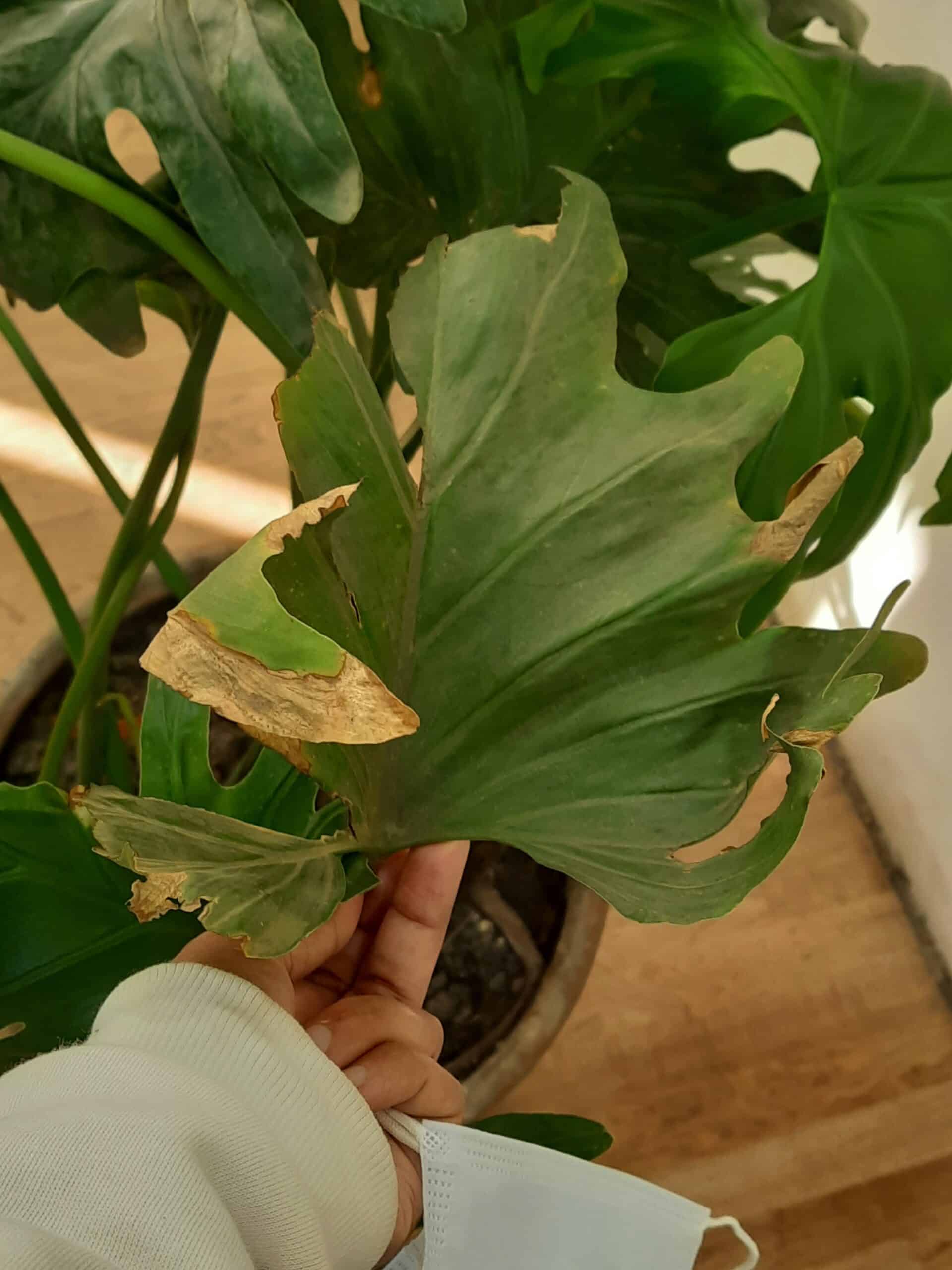Brown Spots On Philodendron Leaves [7+ Causes And Solutions]