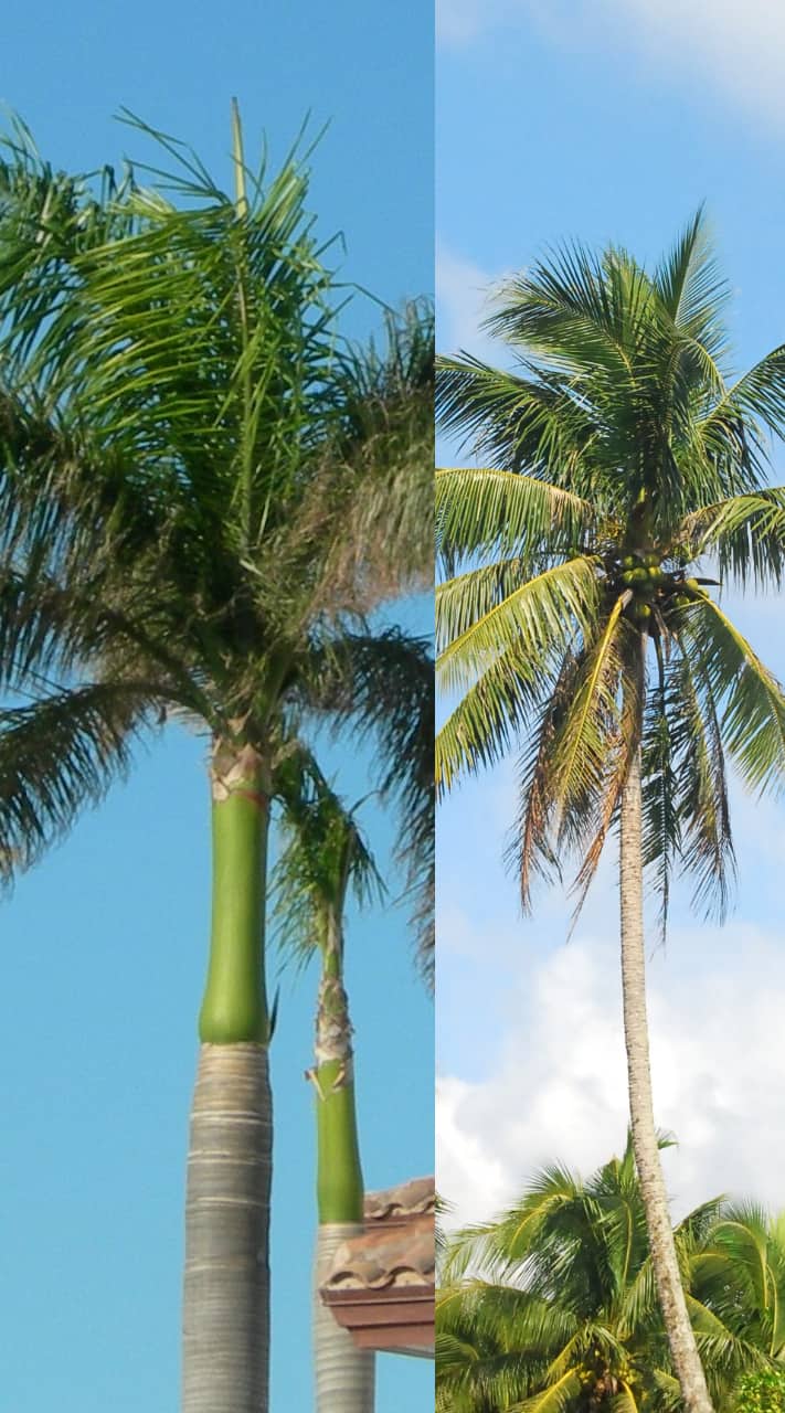 Coconut Tree Vs Palm Tree What s The Difference Plants Craze