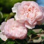 Why do Roses have Thorns? - Plants Craze